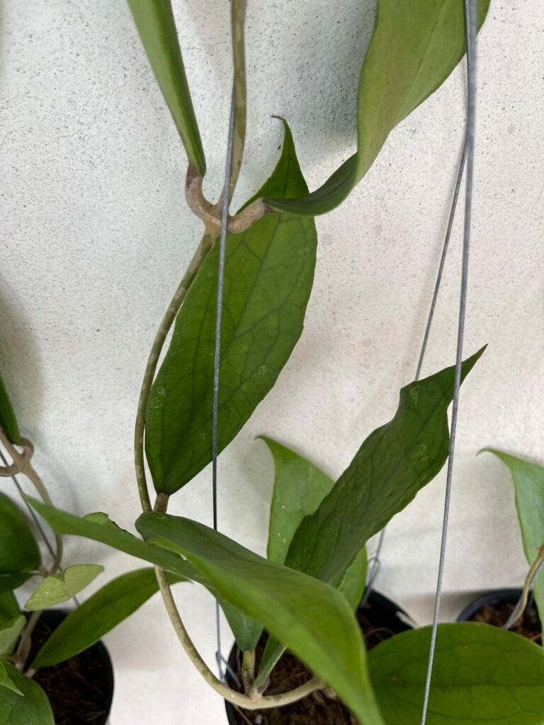 10 x Lọng size Hoya Jennifer | 4" pot wholesale for sale