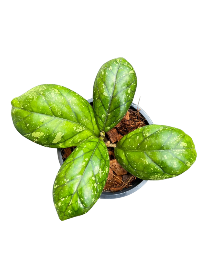 Hoya Larisa 4" pot For Sale - New Price 2023 - Shop Now!