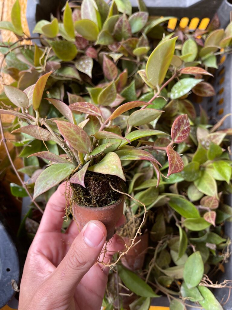 Bring Home the Hoya Sunrise Plant: Vibrant Foliage and Easy Care