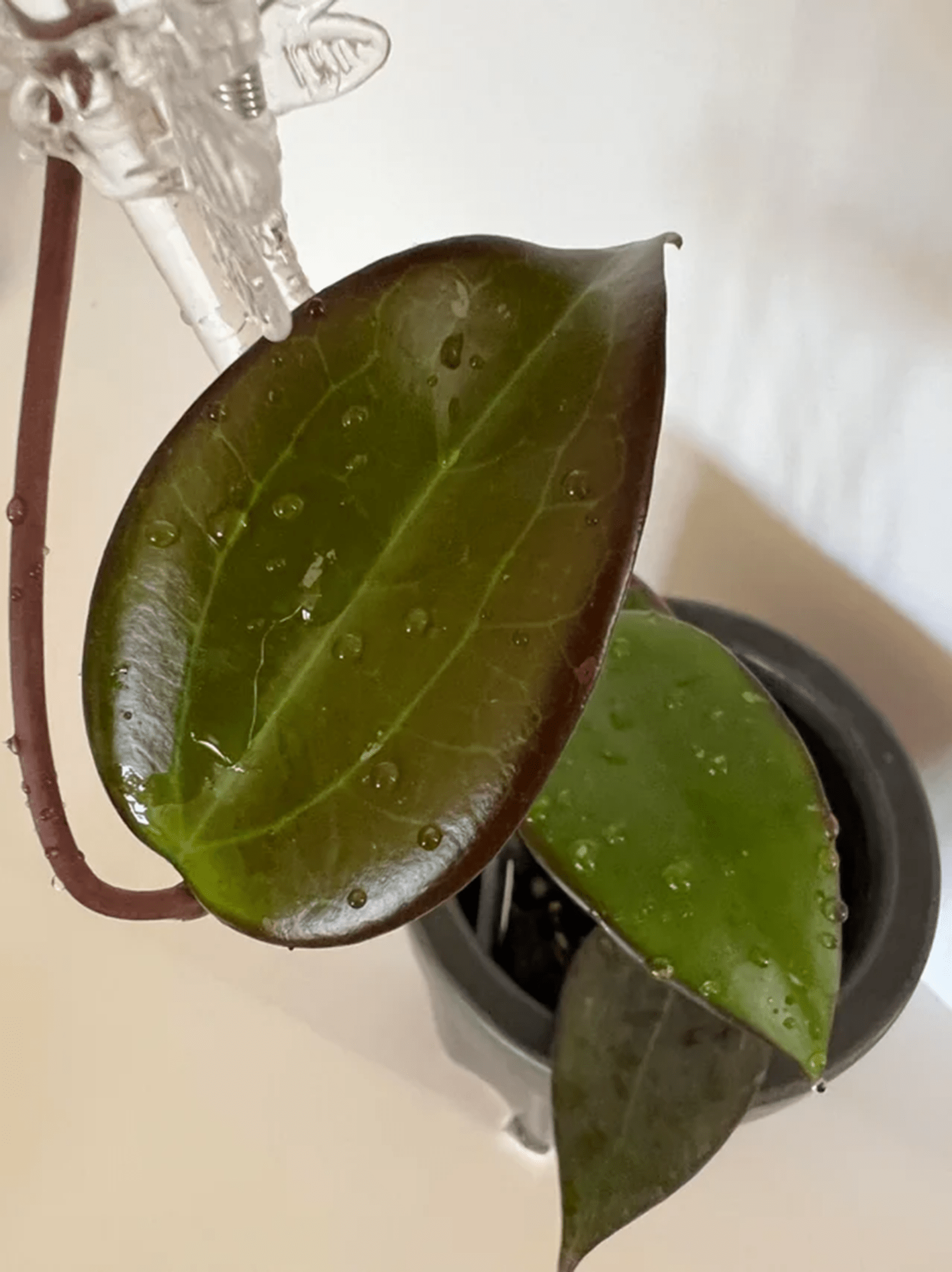 Vibrant Hoya verticillata 'Chiang Rai' Starter Plant | 1" Pot | Greenboog