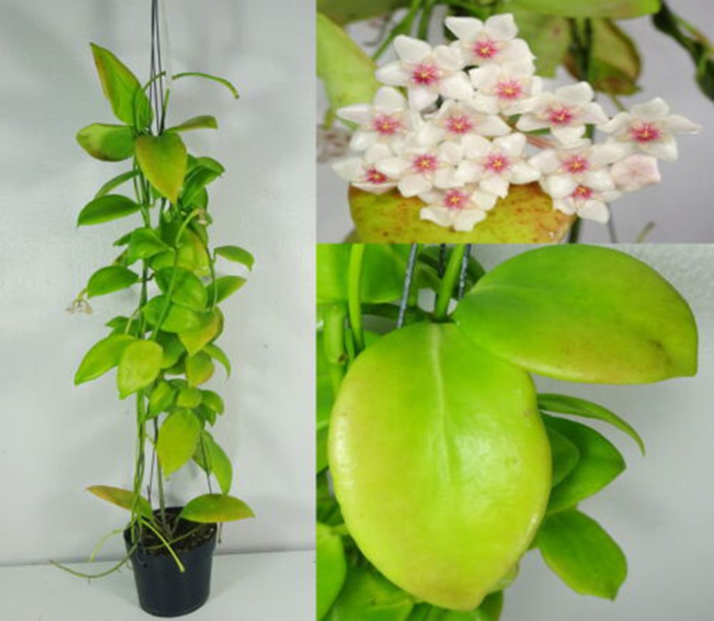 Buy Hoya anulata - 1" Pot | Greenboog's Hoya Rooted Cuttings Collection