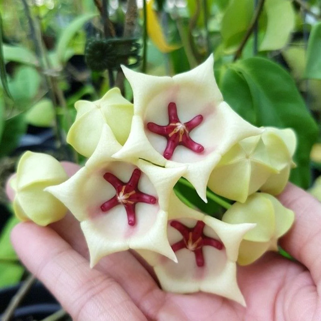 Buy Hoya archboldiana (White Flower) - 1" Pot | Greenboog's Hoya