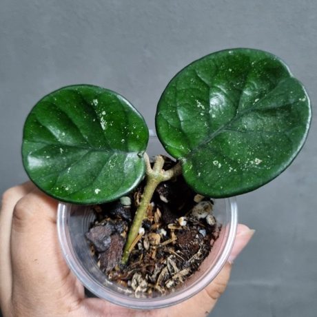 7 Common Hoya Plant Problems & Solutions