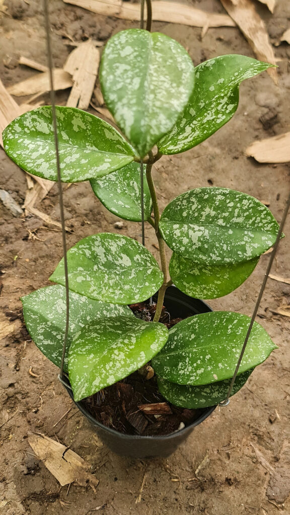 Whimsical Hoya carnosa Freckles Splash | 4" Pot | Greenboog