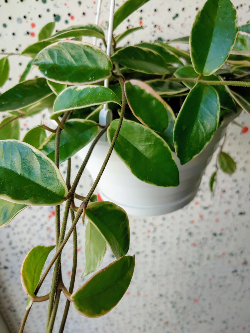 Charming Hoya carnosa 'Krimson Princess' Starter Plant | 1" Pot