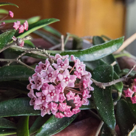 Save A Dying Hoya Plant in 6 Simple Steps