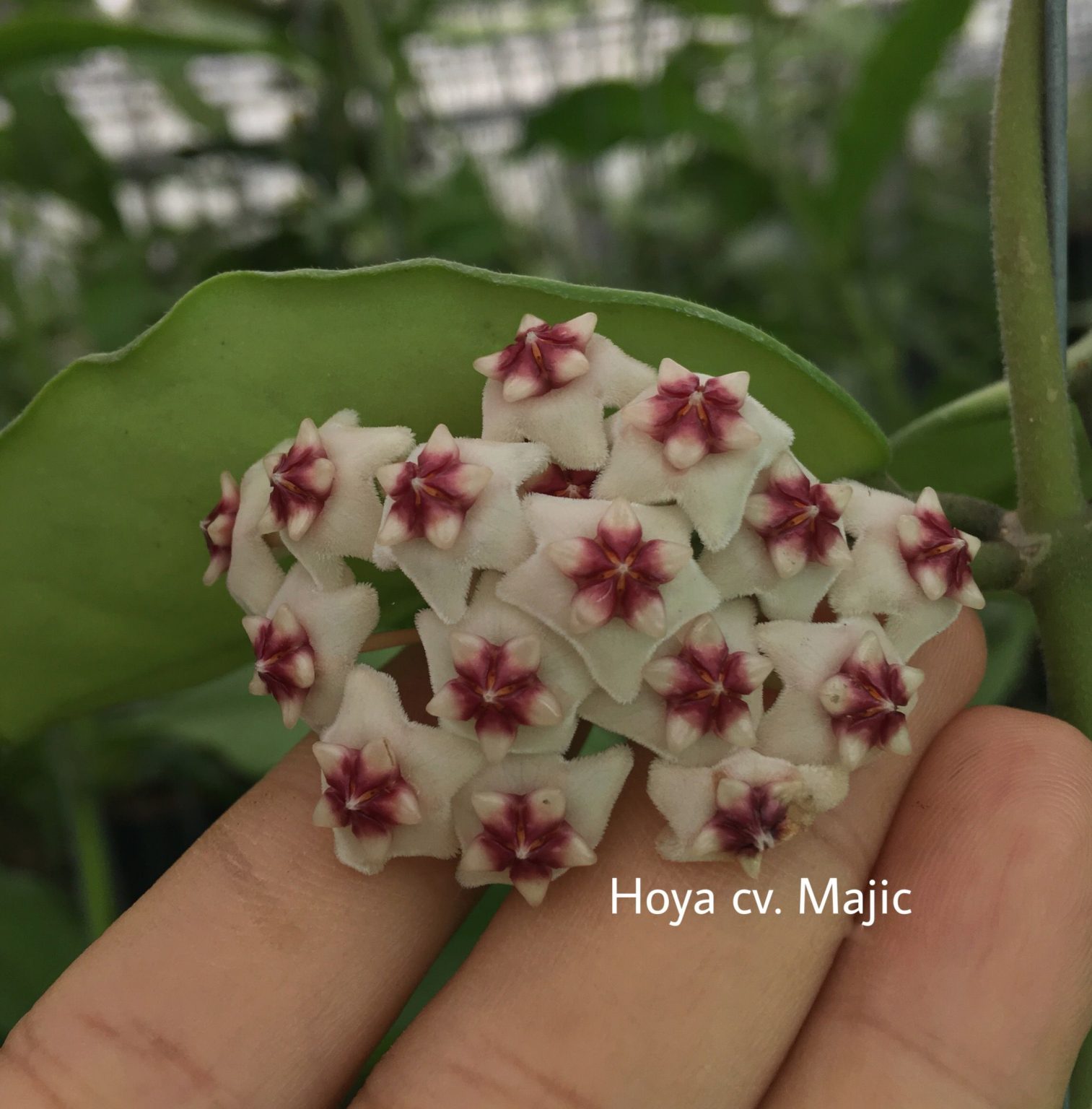 Buy Hoya cv. Majic - 1" Pot | Greenboog's Hoya Rooted Cuttings