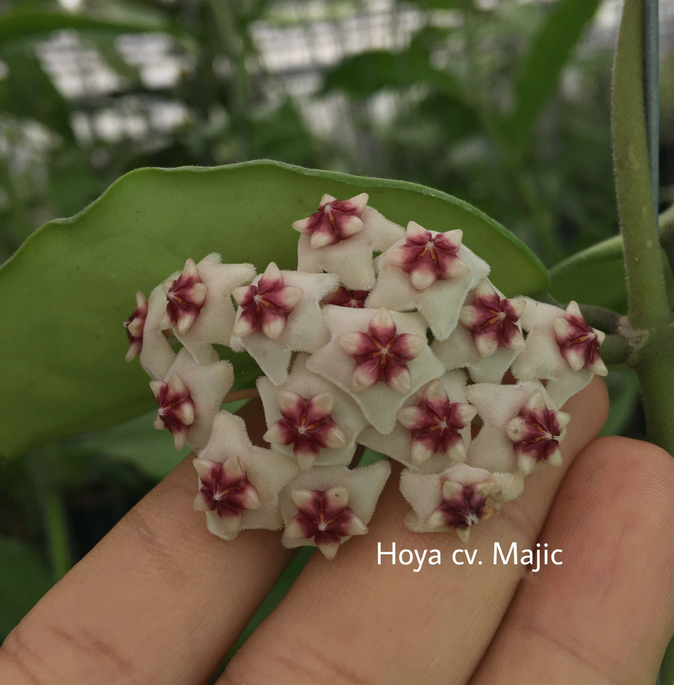 Buy Hoya cv. Majic - 1" Pot | Greenboog's Hoya Rooted Cuttings