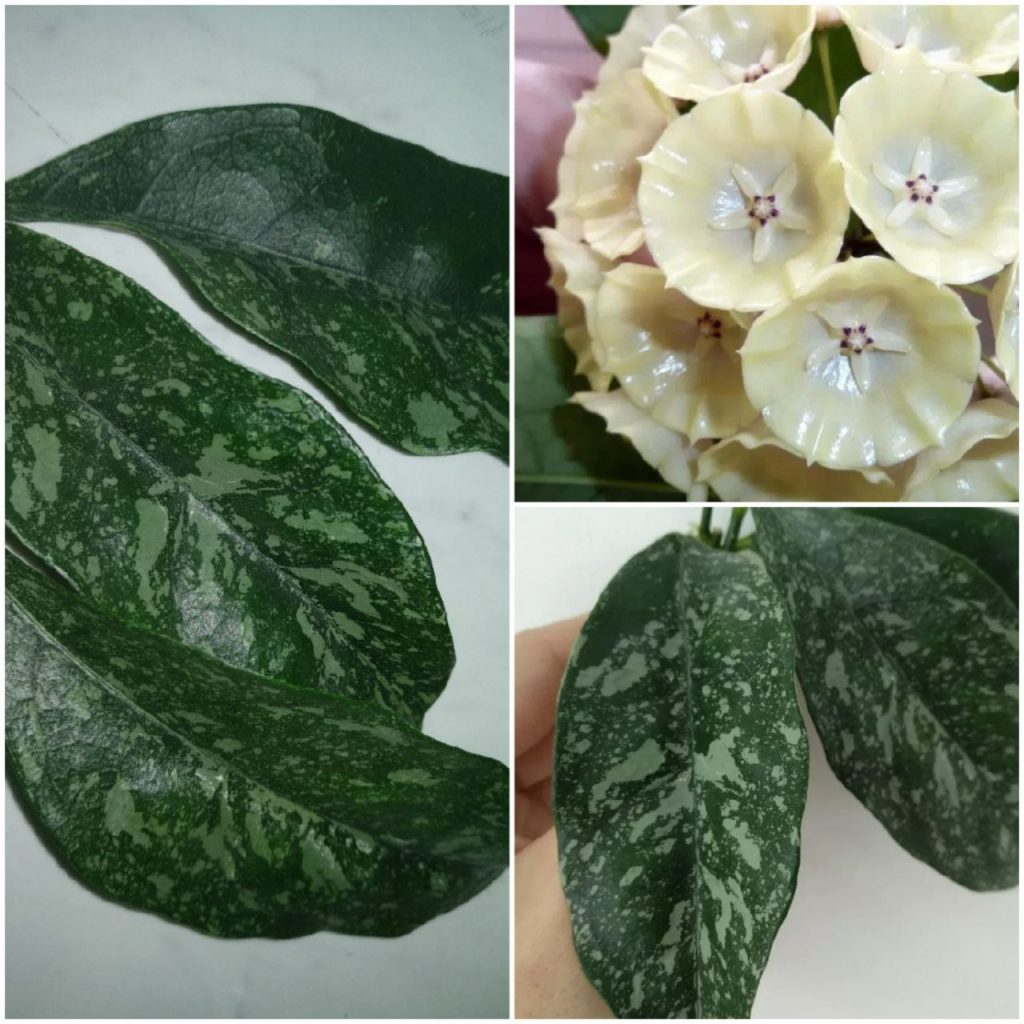 7 Must-Know Tips: Hoya Plant Sun or Shade?
