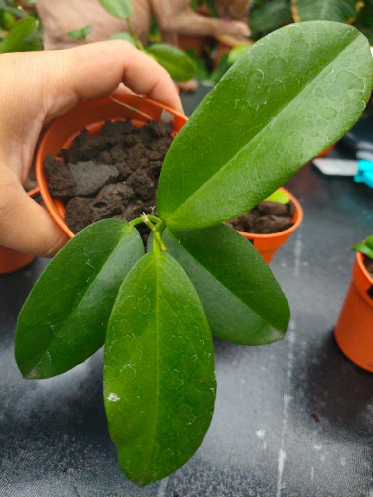 Rare Hoya Dimorpha for Sale | 1" Pot | Greenboog