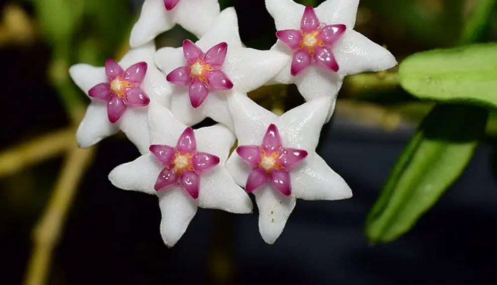 Rare Hoya Engleriana (Bella) for Sale | 1" Pot | Greenboog