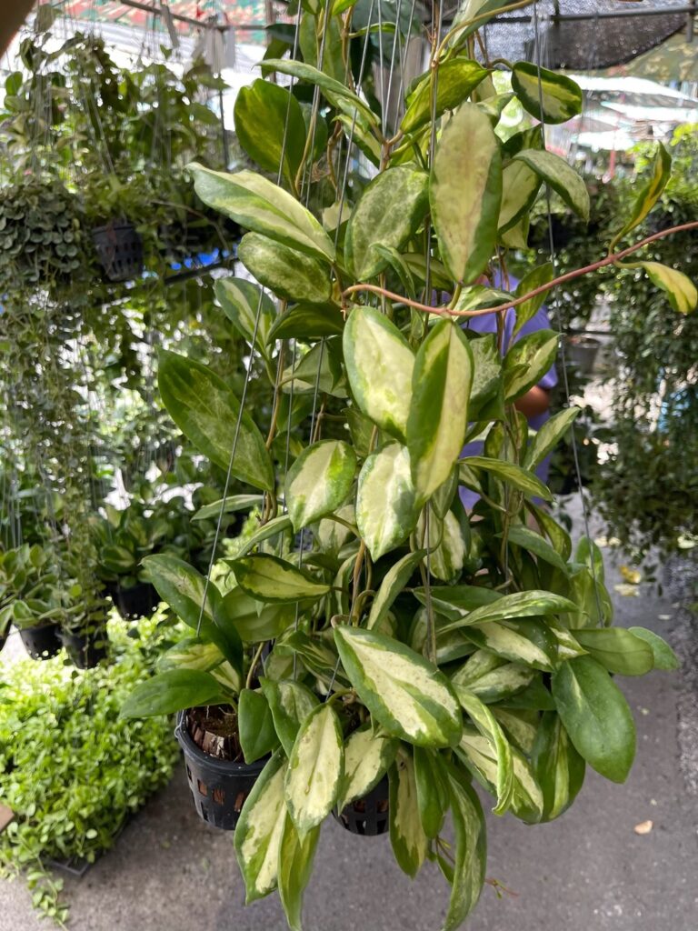 Discounted 10 x Hoya Incrassata Long Size from Thailand - Limited Time
