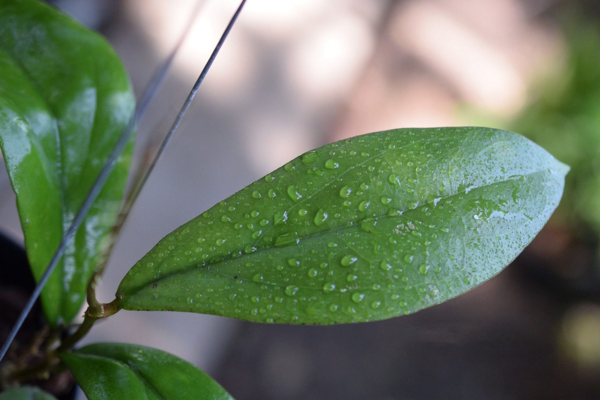 Rare Hoya Lambii Long Leaf for Sale | 1" Pot | Greenboog