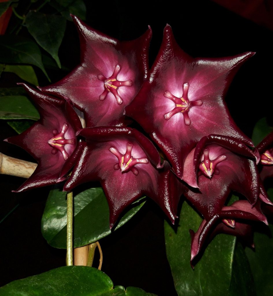 Hoya Macgillivrayi (Big & Dark Red Flower) for Sale | 1" Pot | Greenboog