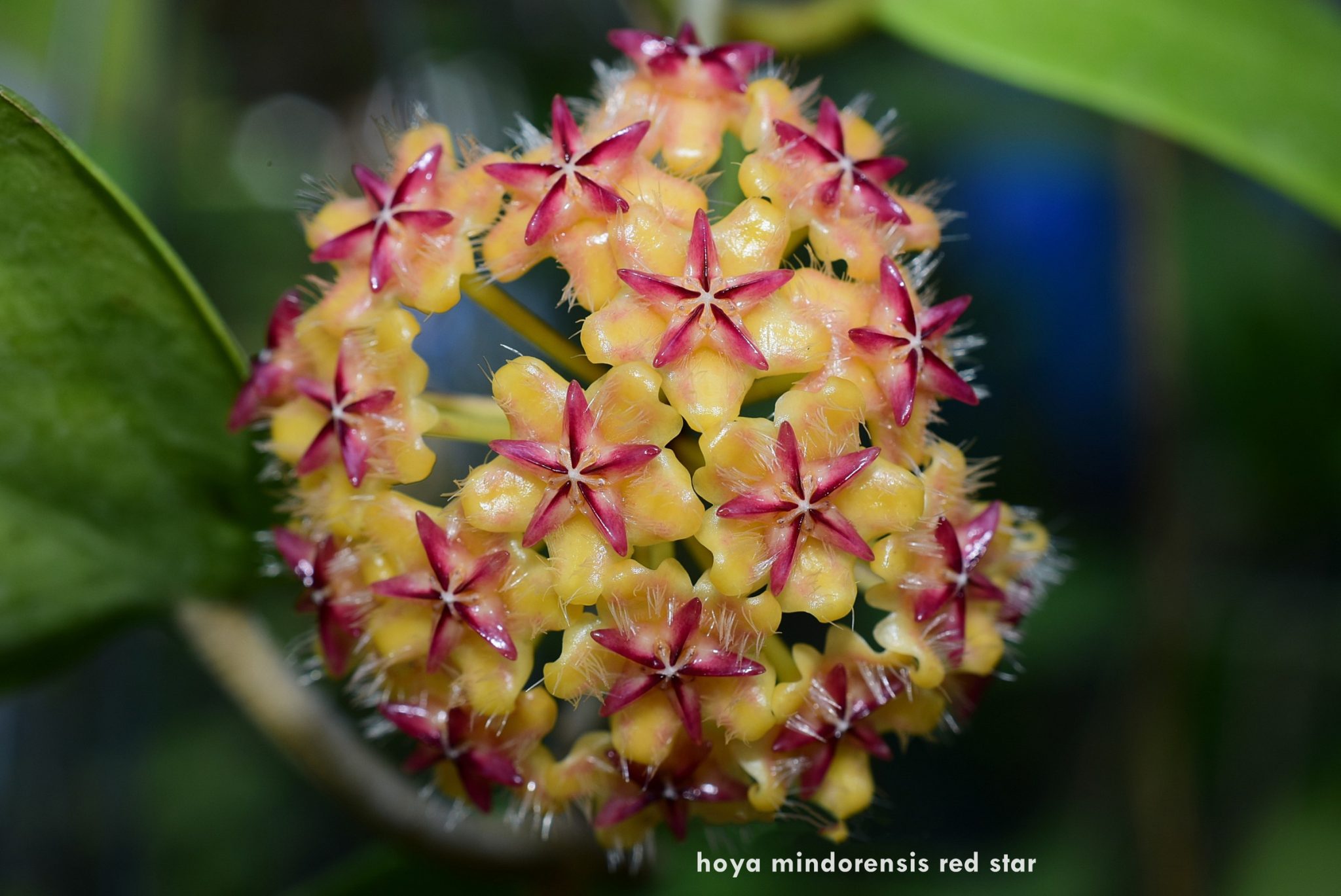 Rare Hoya Mindorensis 'Red Star' for Sale | 1" Pot | Greenboog