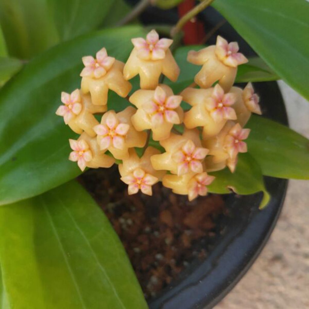 Buy Hoya neo-ebutica - 1" Pot | Greenboog's Hoya Rooted Cuttings