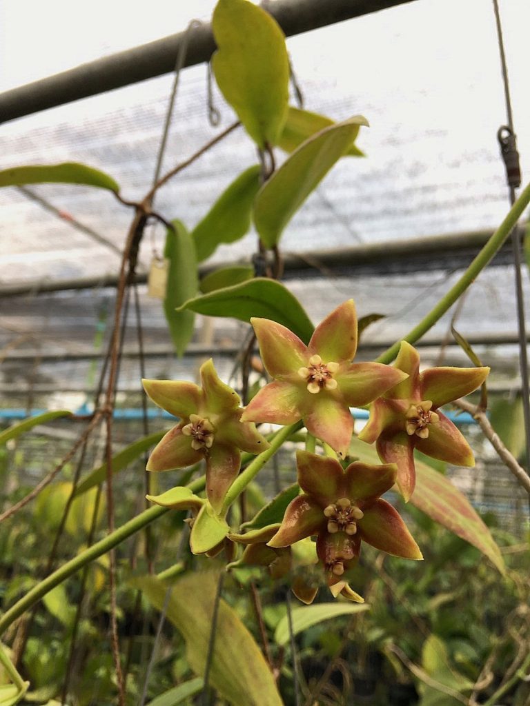 Rare Hoya Obtusifolioides (Dark Red Flower) for Sale | 1" Pot | Greenboog