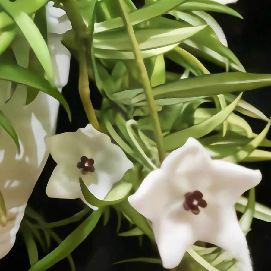 Rare Hoya Pauciflora for Sale | 1" Pot | Greenboog