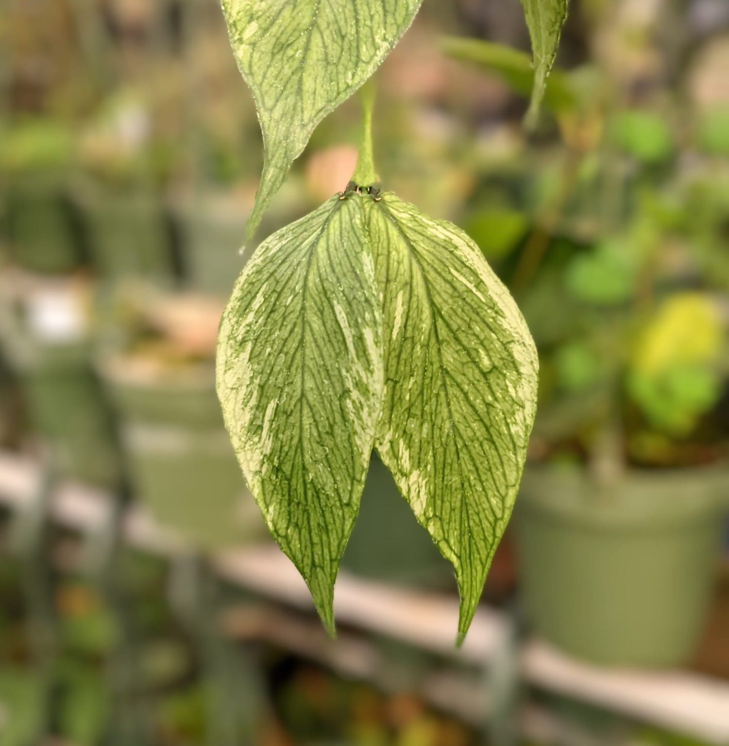 Rare Hoya Polyneura "Fishtail" Splash (Broget) for Sale | 1" Pot