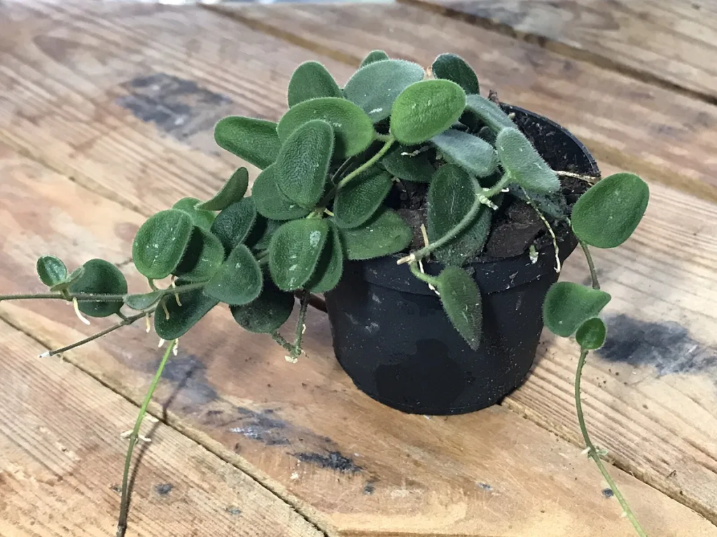 Charming Hoya serpens Starter Plant | 1" Pot | Greenboog