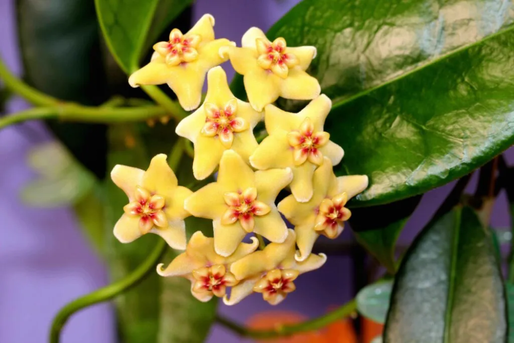 Unique Hoya sp. Fiji Starter Plant | 1" Pot | Greenboog