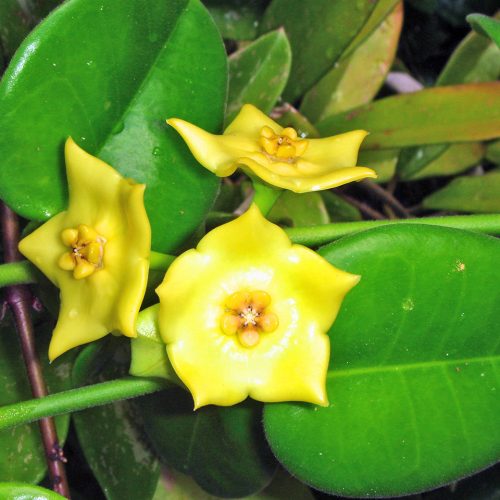 Bring Home the Enchanting Hoya cv Ruthie Plant - A Natural Beauty