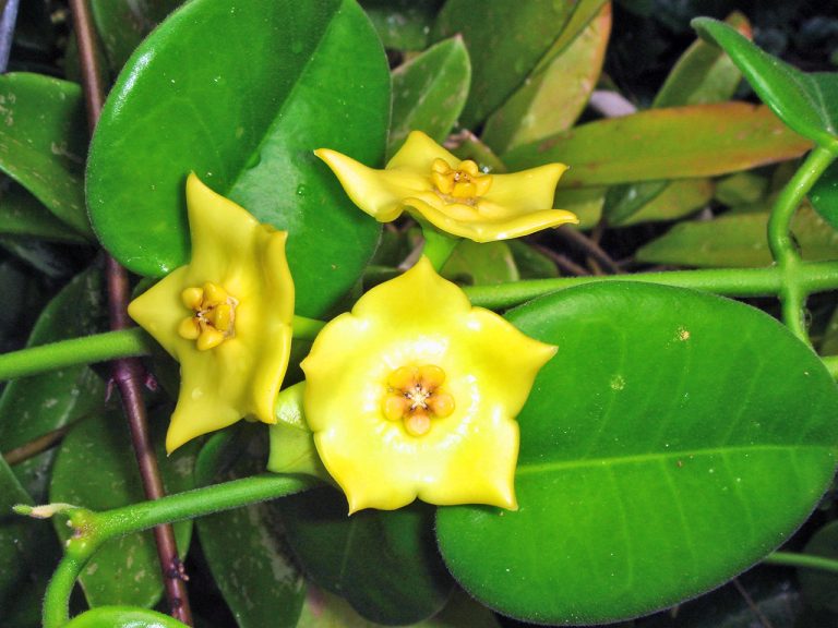 Unique Hoya sp. Gold Star Starter Plant | 1" Pot | Greenboog