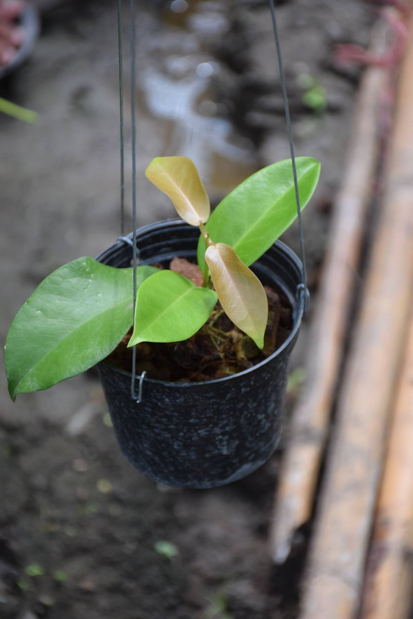 Charming Hoya sp. Labu PNG (Yellow Flowers) Starter Plant 1" Pot