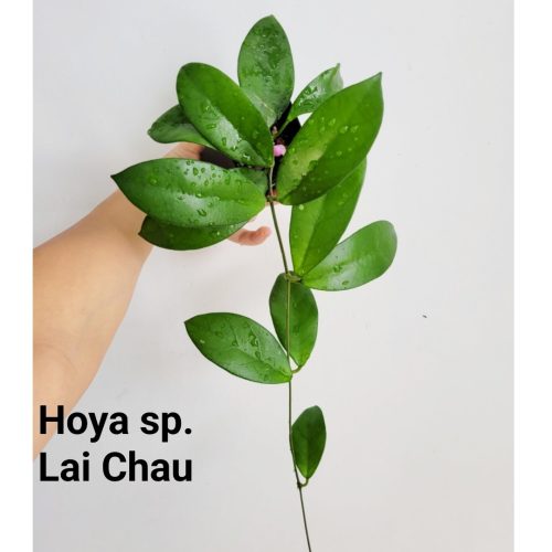 Unique Hoya sp. Lai Chau Starter Plant | 1" Pot | Greenboog