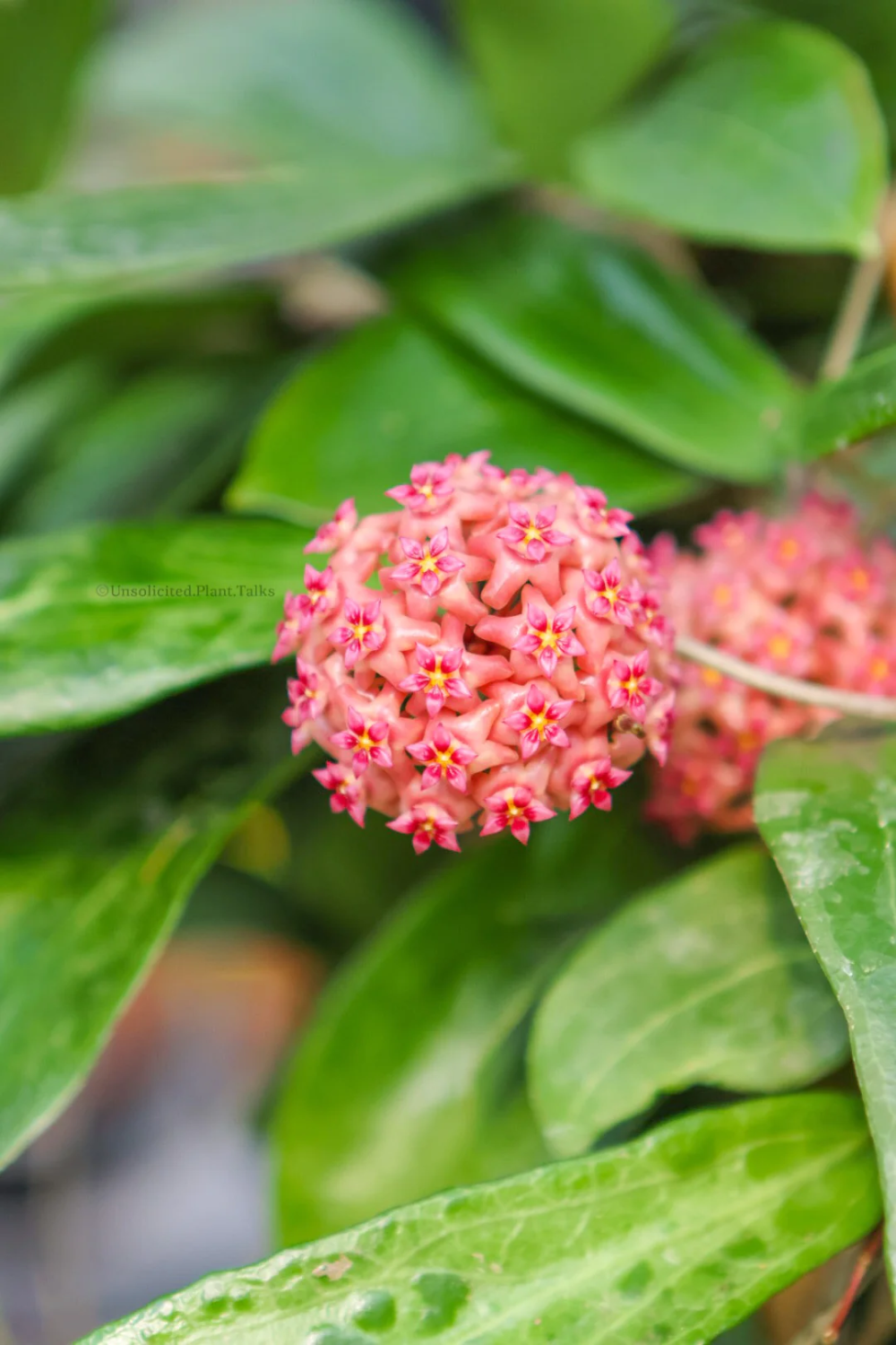 Charming Hoya sp. NR 02 Starter Plant | 1" Pot | Greenboog