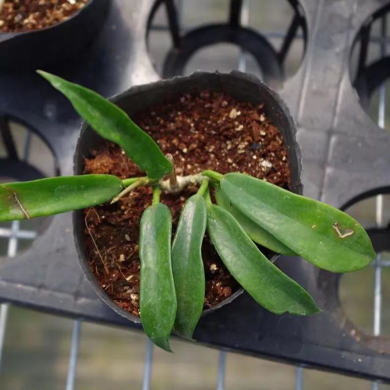 Charming Hoya sp. Hummingbird Starter Plant | 1" Pot | Greenboog