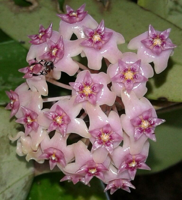 Charming Hoya verticillata 'Pink Pastel' Starter Plant | 1" Pot | Greenboog