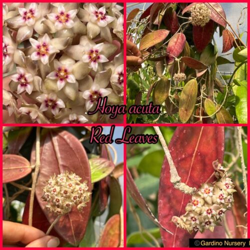 Vibrant Hoya verticillata 'Red Leaf' Starter Plant | 1" Pot | Greenboog