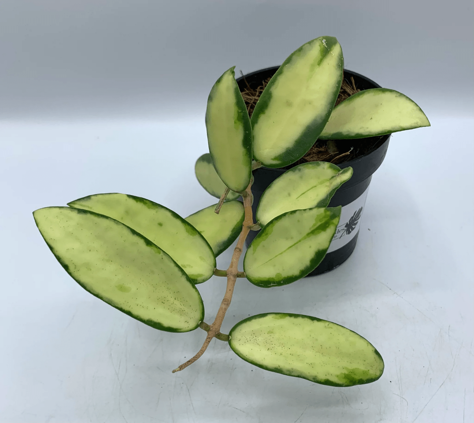 Charming Hoya verticillata Variegata Starter Plant | 1" Pot | Greenboog