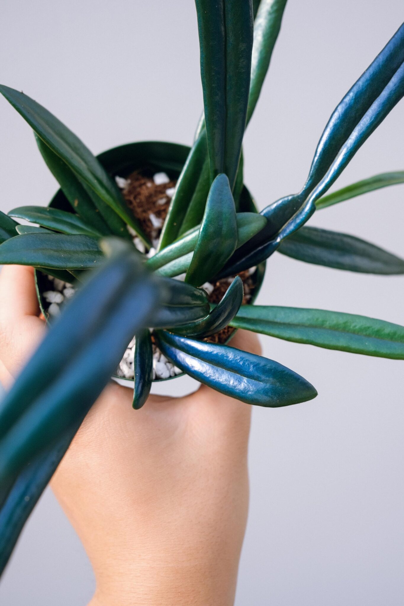 Microsorum Thailandicum Blue Oil Fern (5" Pot) | Rare Fern | Greenboog