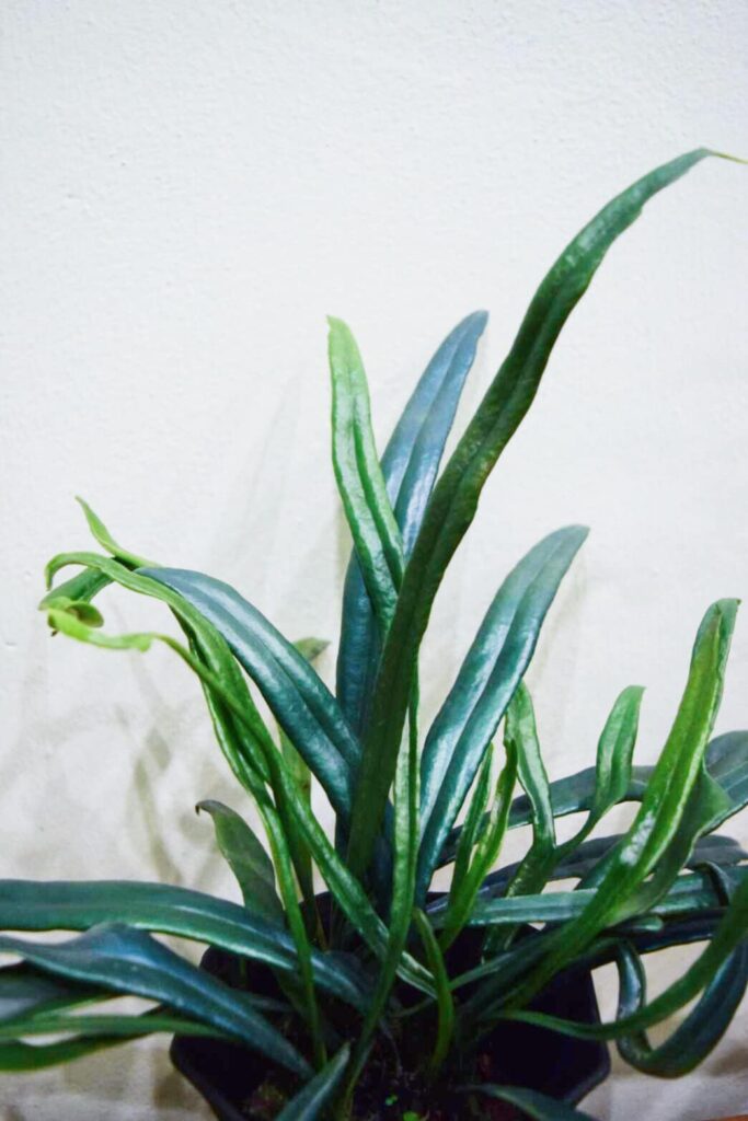 Microsorum Thailandicum Blue Oil Fern (5" Pot) | Rare Fern | Greenboog