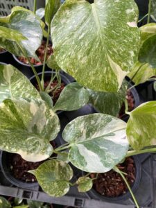 Monstera Thai Platinum Mint Variegated 4" Pot | Rare Variegated Monstera