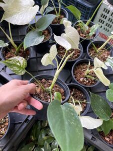 Monstera White Monster 4" Pot | Rare Variegated Monstera | Greenboog