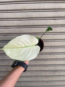 Monstera White Monster 4" Pot | Rare Variegated Monstera | Greenboog