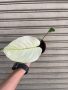Monstera White Monster 4" Pot | Rare Variegated Monstera | Greenboog