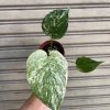 Discover the Monstera Mint Variegata: A Plant Lover's Gem