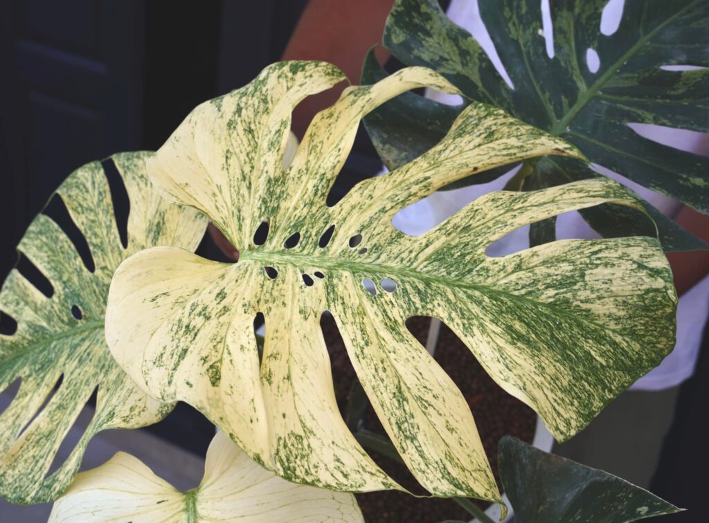 Monstera White Monster 4" Pot | Rare Variegated Monstera | Greenboog
