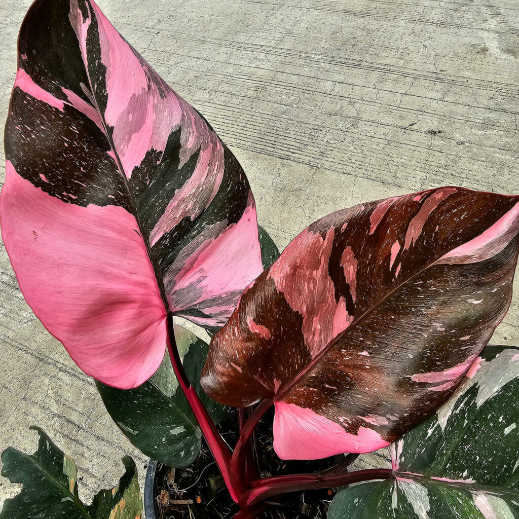 Philodendron Pink Princess Marble King 6" Rare Philodendron Greenboog