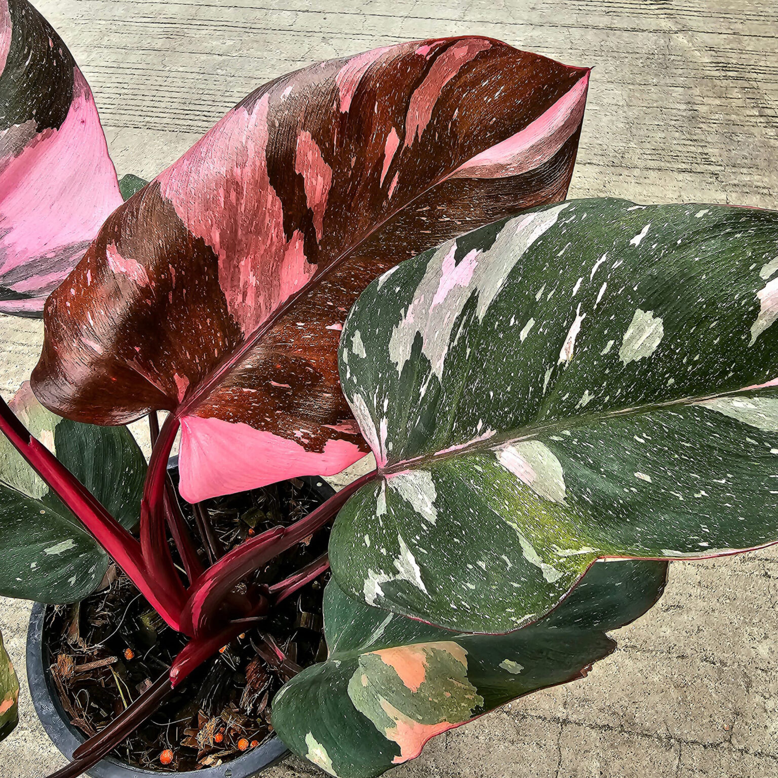 Philodendron Pink Princess Marble King 6" Rare Philodendron Greenboog