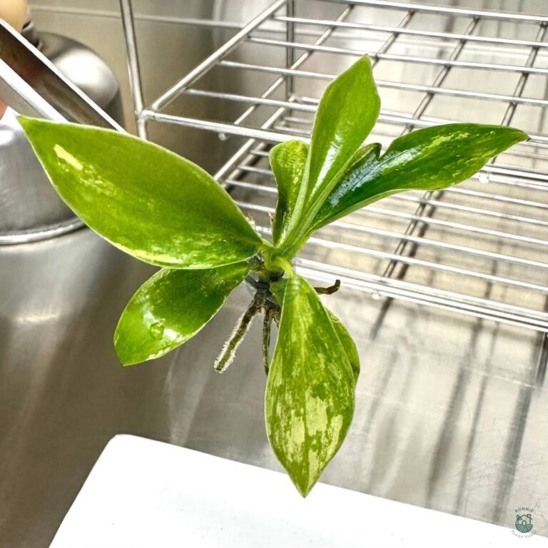 Your Dream Aroid Collection Starts Here: Tissue Culture Made Easy
