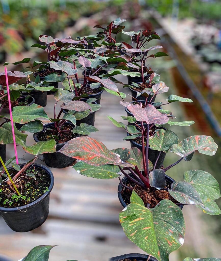 Philodendron Orange Princess Variegated 6" rare philodendron Greenboog