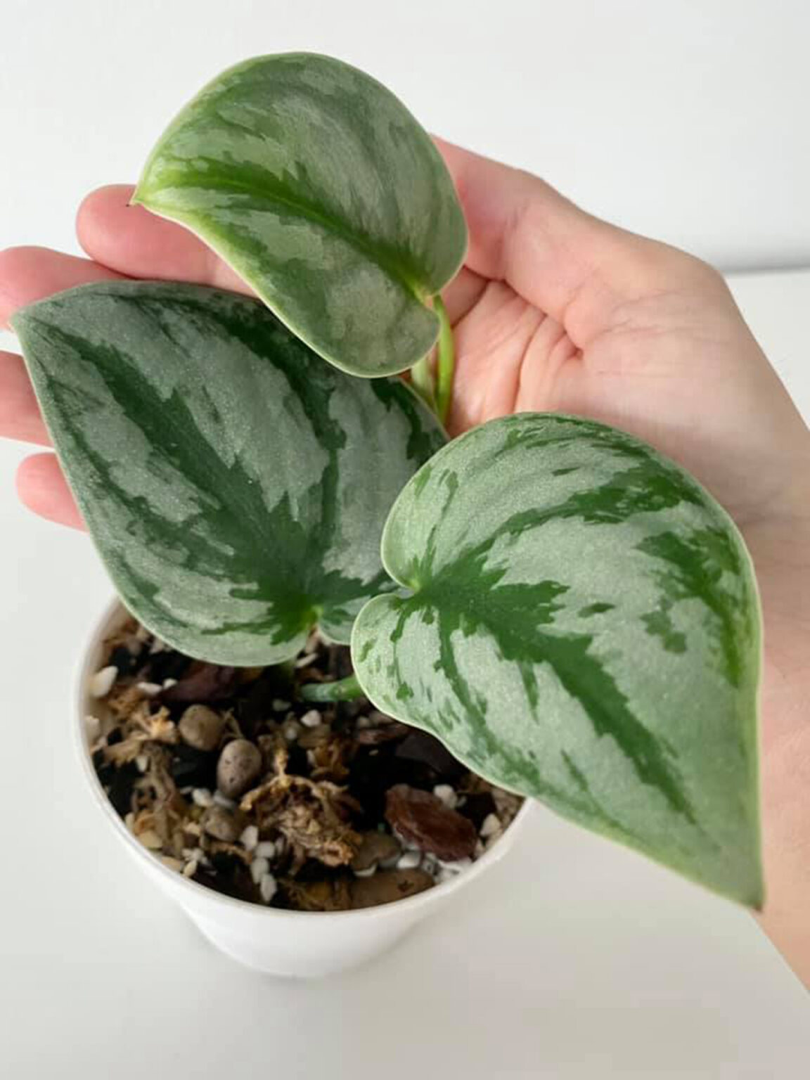 Scindapsus Silver Princess 6" Pot for sale | Greenboog