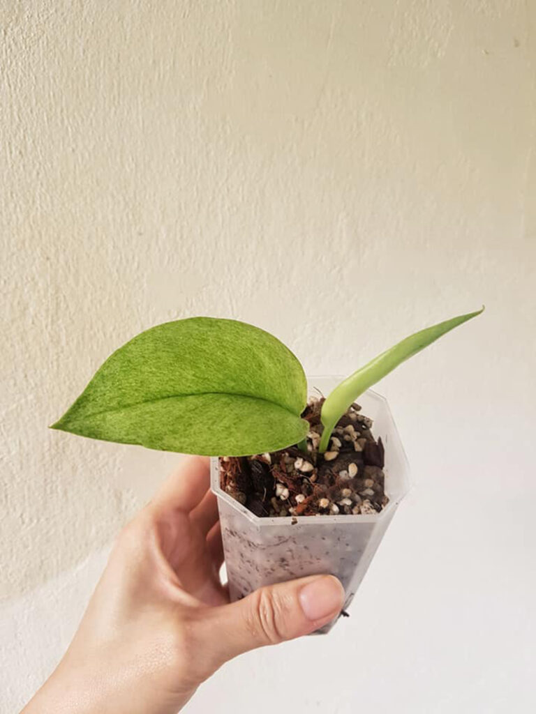 Scindapsus sp. Mint for sale| 6" Pot | Greenboog