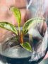 Tissue Culture Philodendron Red Congo Variegated Rare aroid Greenboog