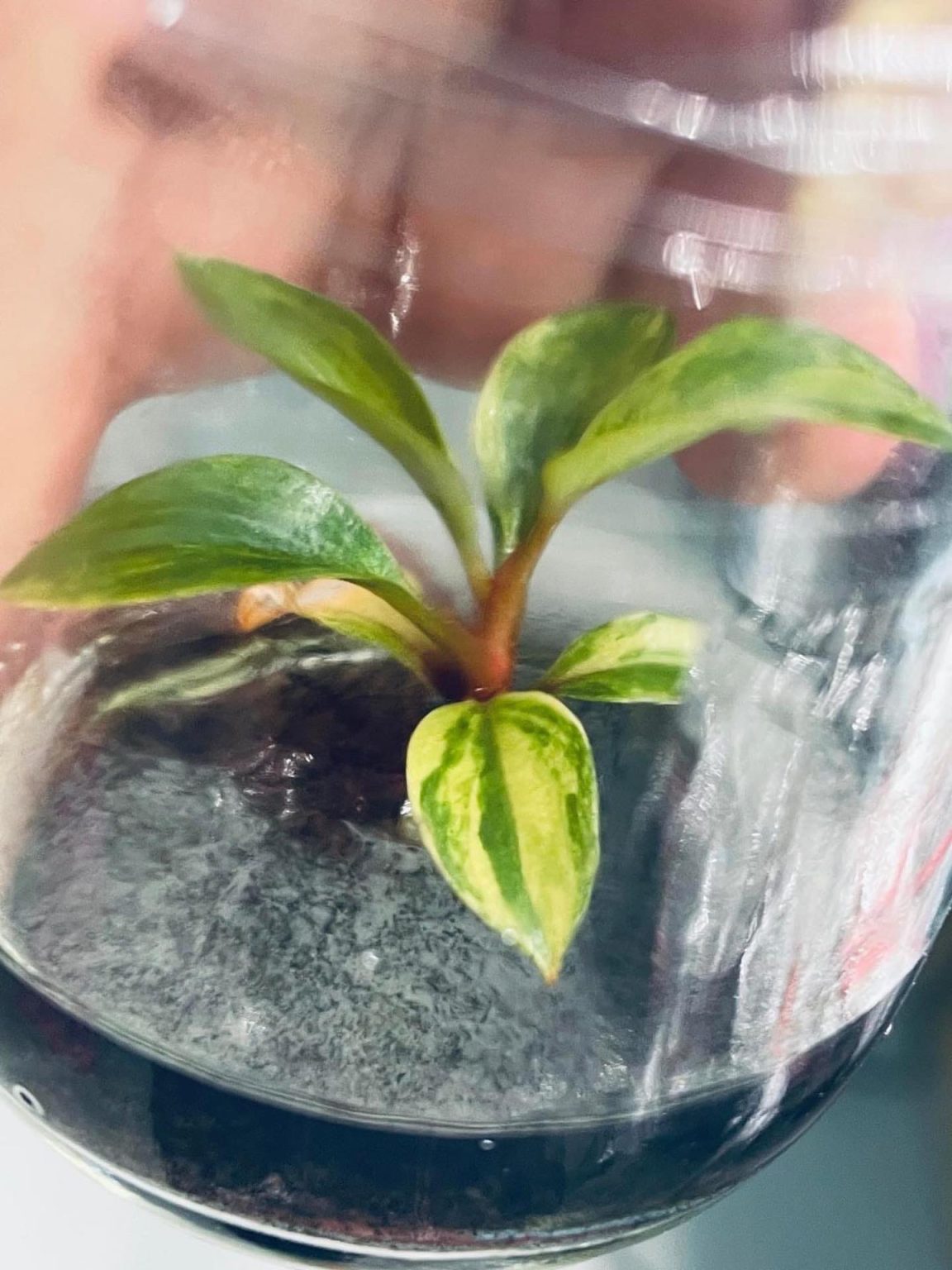 Tissue Culture Philodendron Red Congo Variegated Rare aroid Greenboog